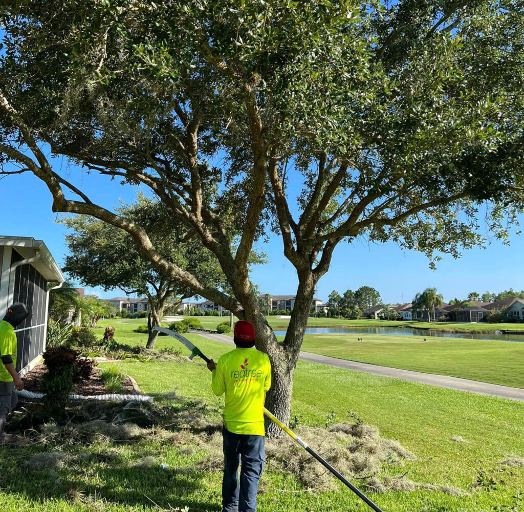 Arbor Care | Tree Trimming & Removal Tampa FL | Redtree Landscape Systems